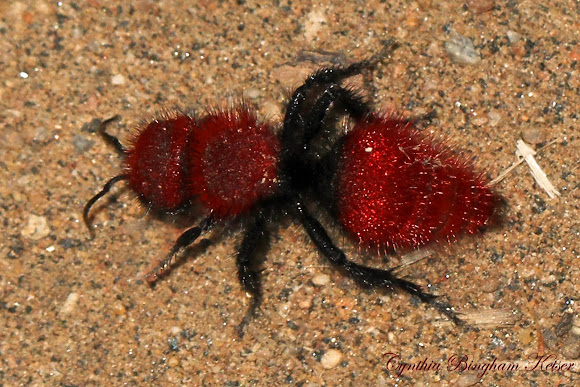Red Velvet Ant | Project Noah