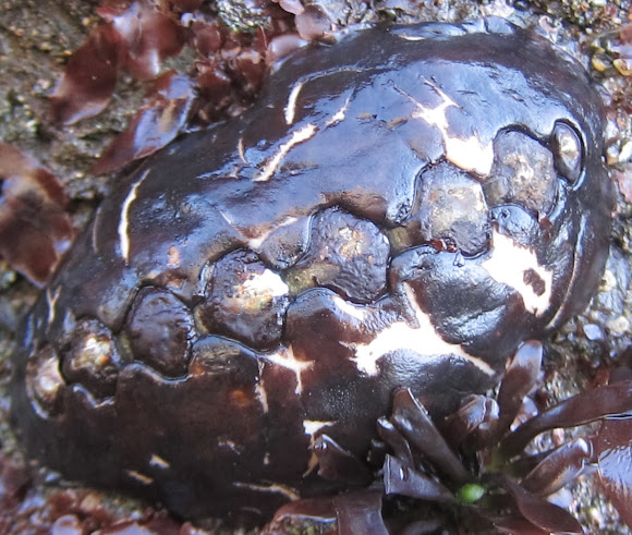 Black Katy Chiton | Project Noah