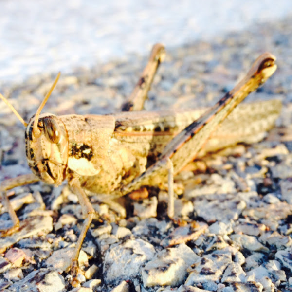 Gray Bird Grasshopper | Project Noah