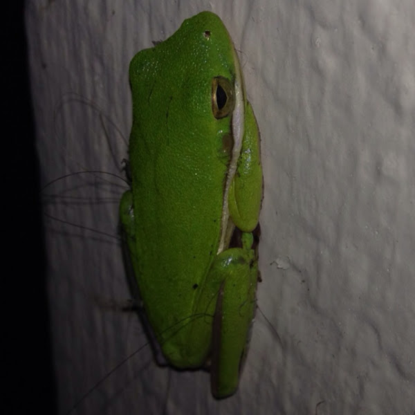 Green Treefrog | Project Noah