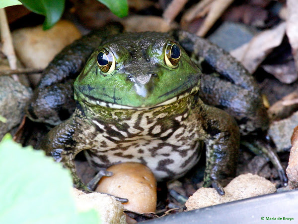 American bullfrog | Project Noah
