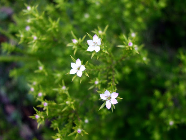 Confetti bush | Project Noah