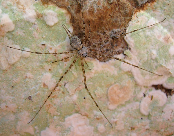 Tree Trunk Spider | Project Noah