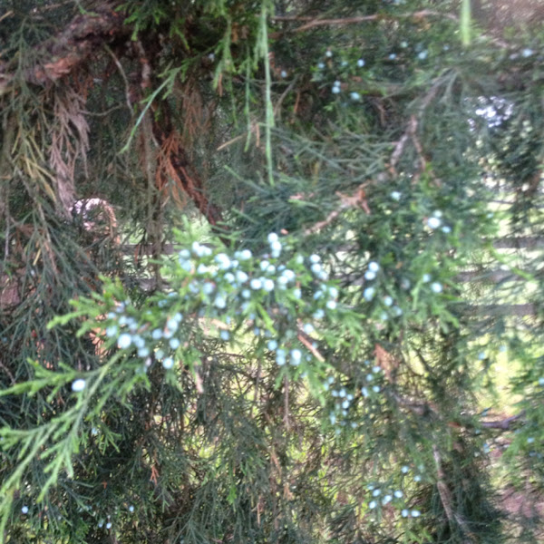 Red cedar | Project Noah