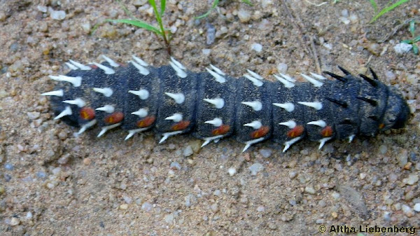 Common emperor moth caterpillar (aka cabbage tree emperor) | Project Noah
