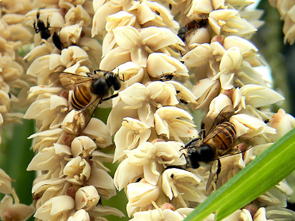 eastern honey bee | Project Noah