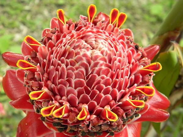 Torch Ginger | Project Noah