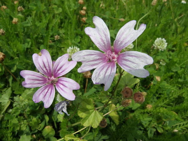Common mallow | Project Noah