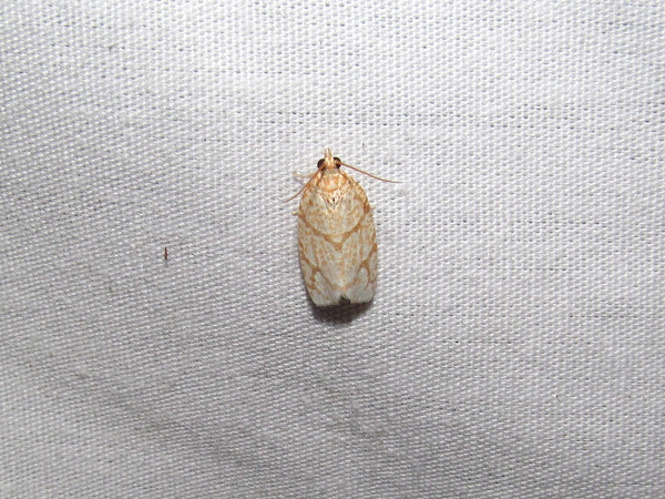 Oak Leafroller | Project Noah