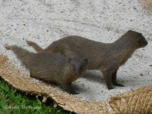 Grey Mongoose | Project Noah