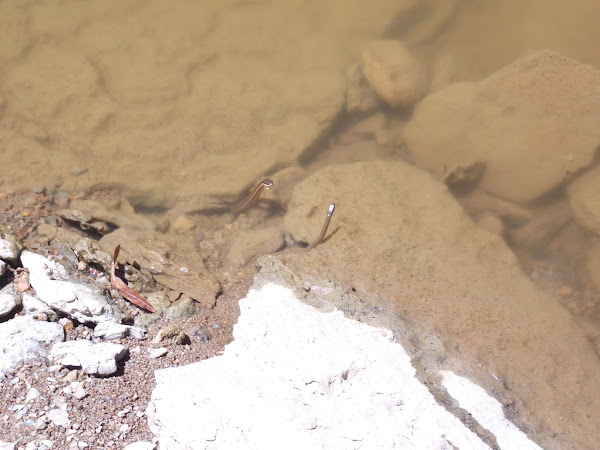 Queen Snake | Project Noah