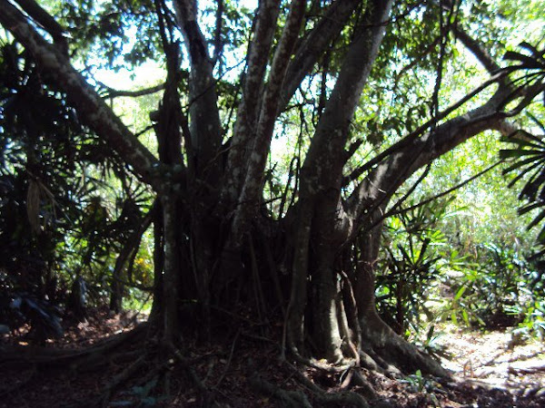 Trees with strangling fig vine | Project Noah