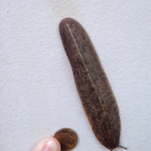 Florida Leatherleaf Slug | Project Noah