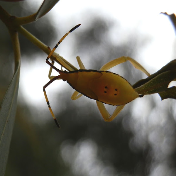 Eucalyptus tip-wilter bug nymph | Project Noah