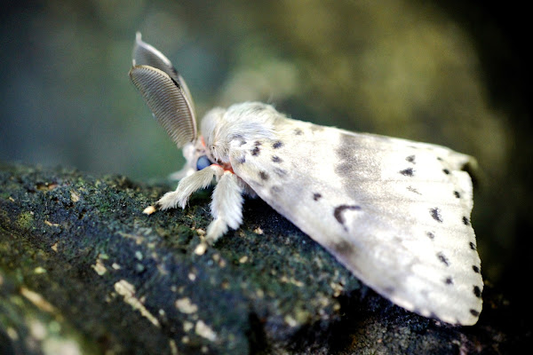 Asian Gypsy Moth (male) | Project Noah