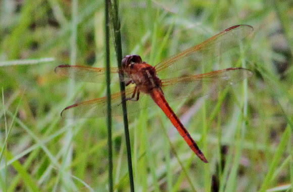 Needham's Skimmer Dragonfly | Project Noah