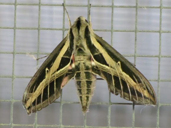 Vine sphinx moth | Project Noah