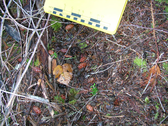 Columbia black-tailed deer | Project Noah