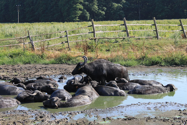 water buffalo | Project Noah