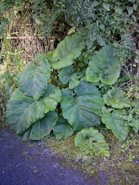 Common Burdock | Project Noah