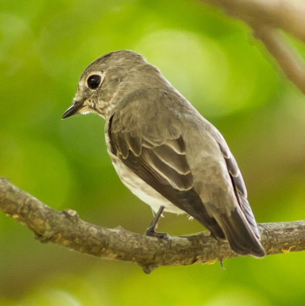 Grey-streaked Flycatcher | Project Noah