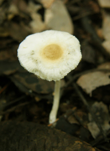 Collybia Mushroom? | Project Noah