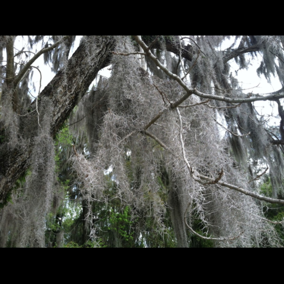 Spanish moss | Project Noah