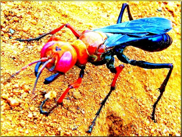 Tarantula Hawk | Project Noah