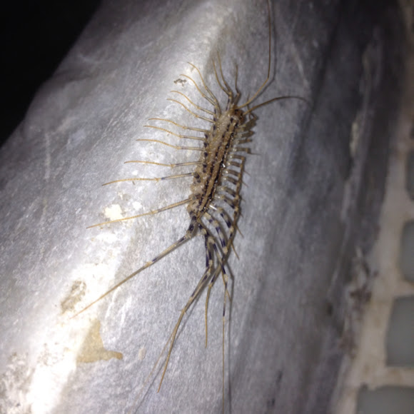 House Centipedes | Project Noah