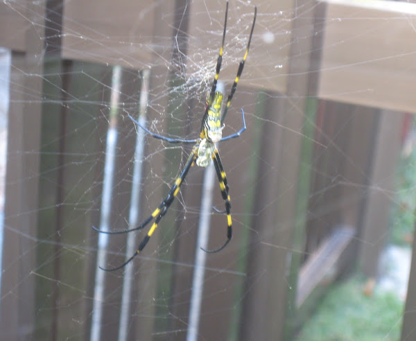 Joro Spider | Project Noah