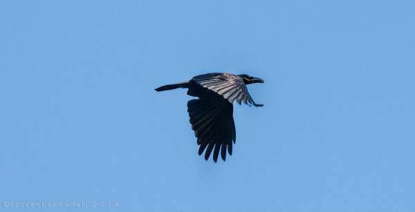 Slender-billed Crow | Project Noah