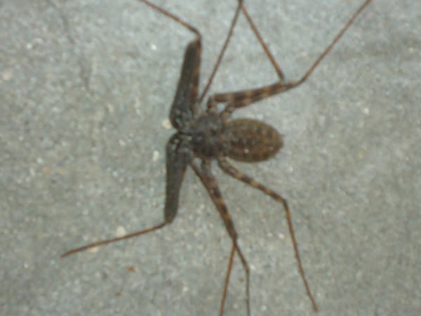 Spotting | Project Noah