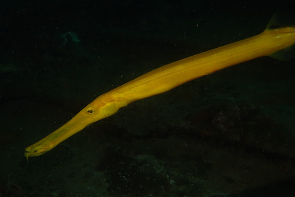 Chinese Trumpetfish - Golden variation | Project Noah
