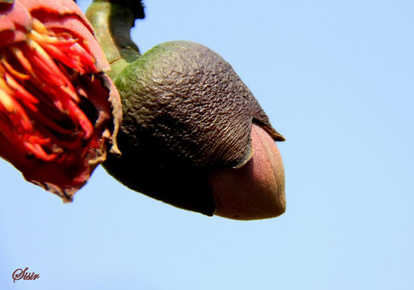 Cotton tree or Semal | Project Noah