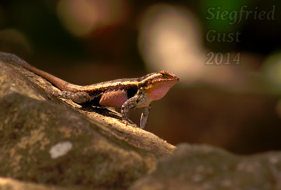 Male Rosebelly Lizard | Project Noah