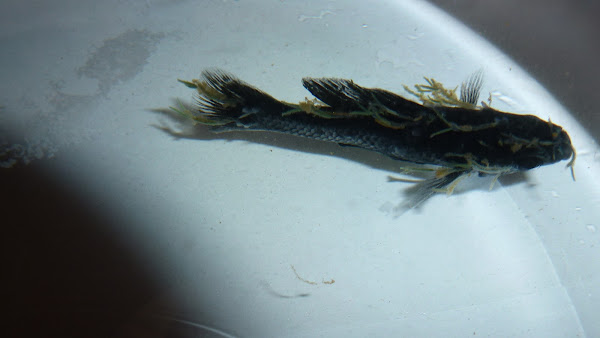 Anchor Worms On Molly Fish | Project Noah