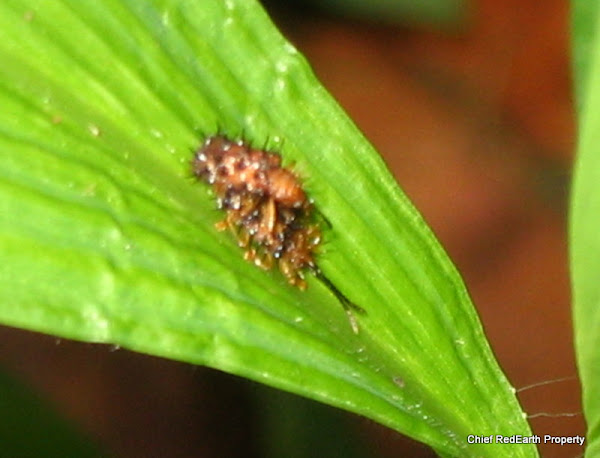 Spiny beetle / Rice hispa / Mule vandu | Project Noah