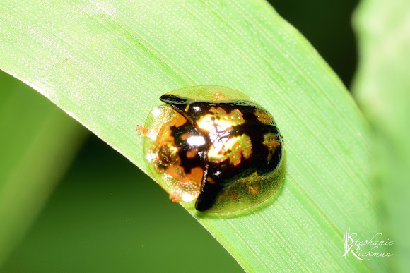 Mottled Tortoise Beetle | Project Noah