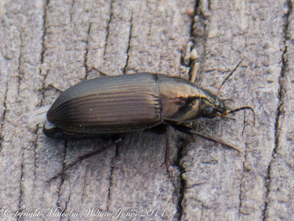 Ground Beetle | Project Noah