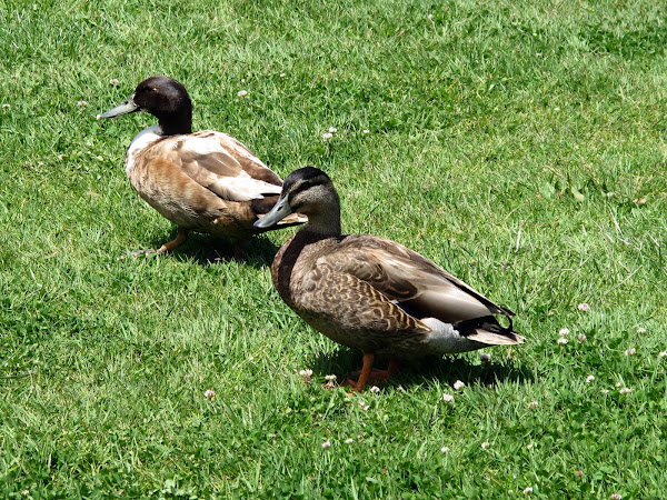 White bibbed Duck | Project Noah