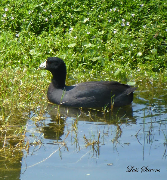 American Coot | Project Noah