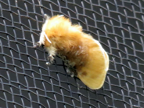 Southern flannel moth | Project Noah