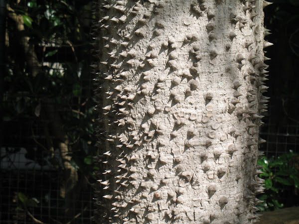 Drunken Tree | Project Noah