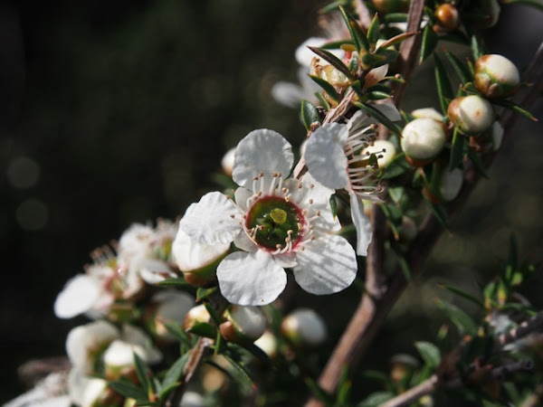 Prickly Tea-tree | Project Noah