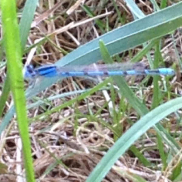 Damselfly | Project Noah