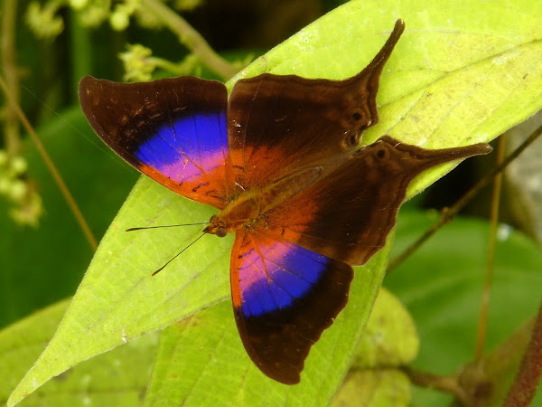 Sunset Daggerwing | Project Noah