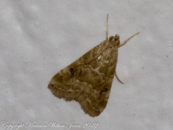 Cabbage Webworm Moth | Project Noah