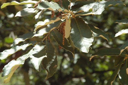 Encino, encino blanco, roble, oak | Project Noah