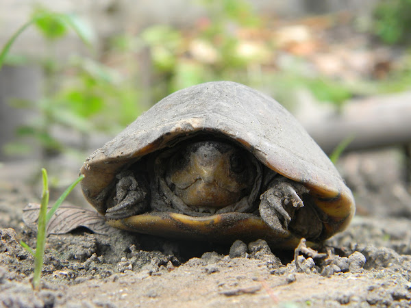 Morrocoy - Scorpion Mud Turtle | Project Noah
