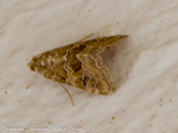 Cabbage Webworm Moth | Project Noah